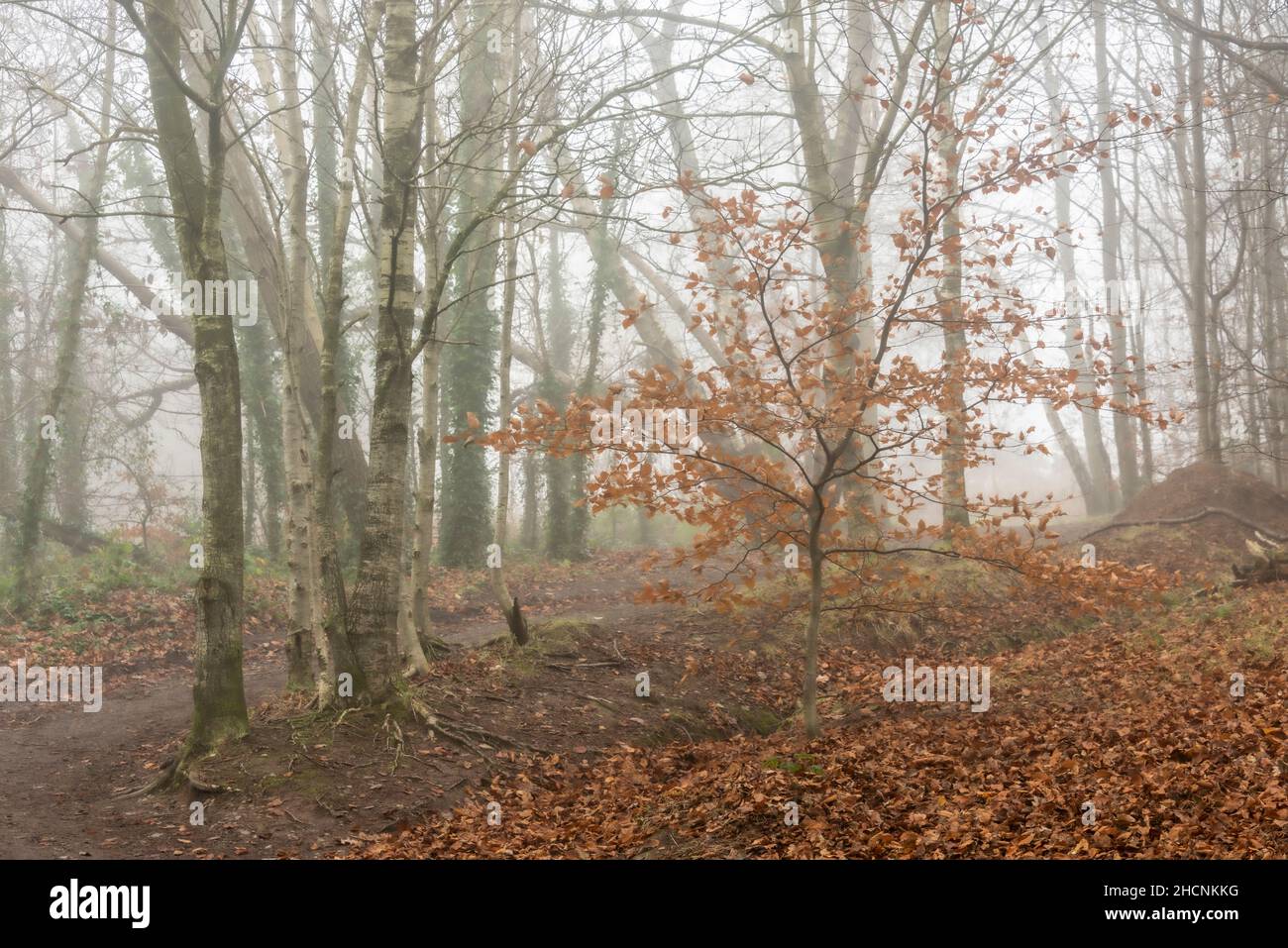 Redburn Country Park Stock Photo - Alamy