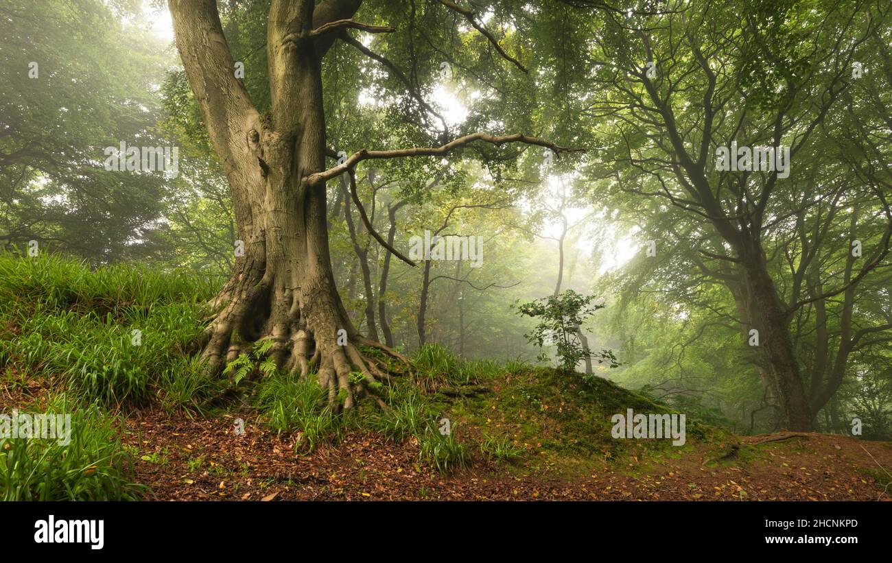 Redburn High Resolution Stock Photography and Images - Alamy