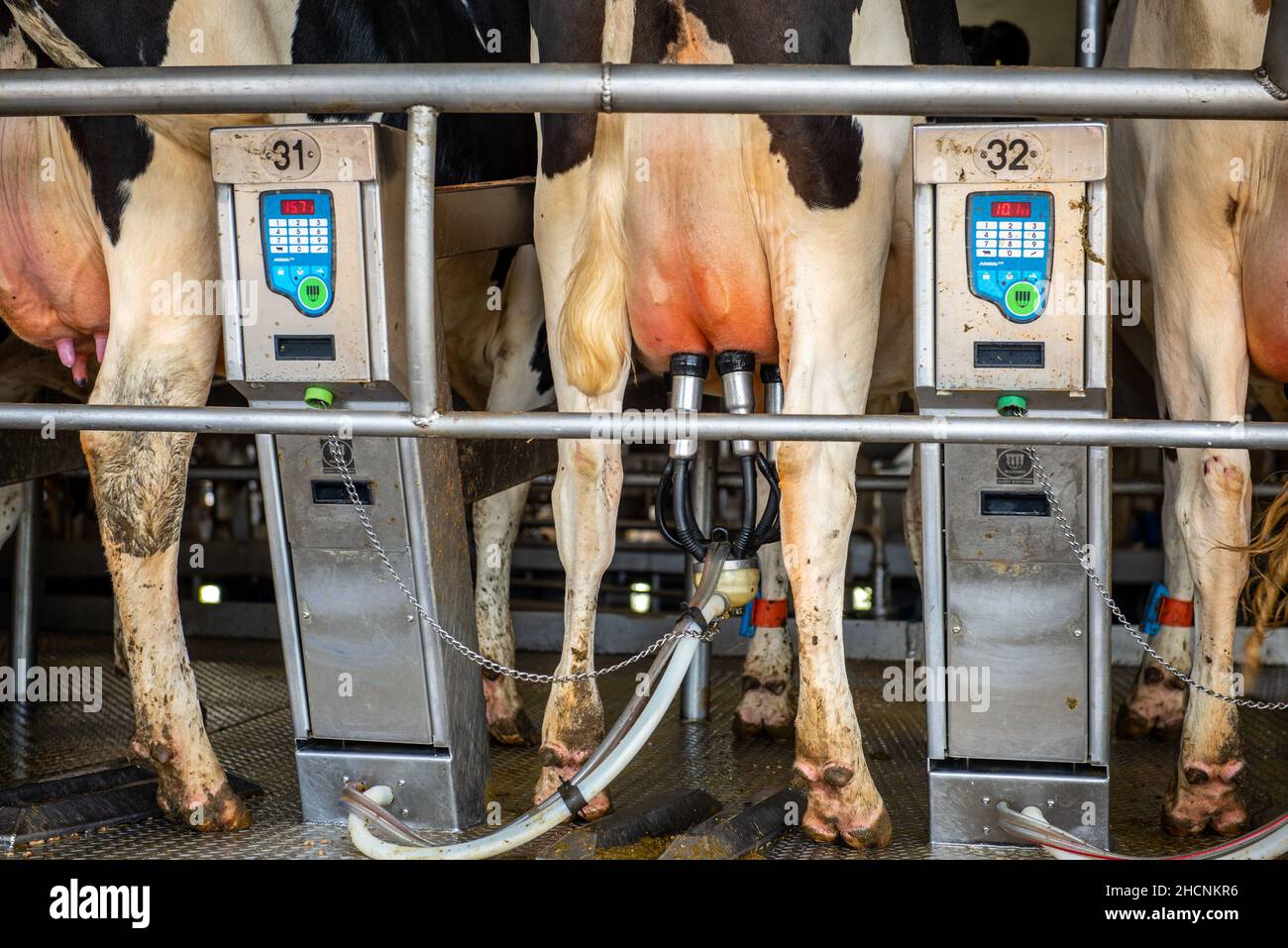 Cow carousel hi-res stock photography and images - Alamy