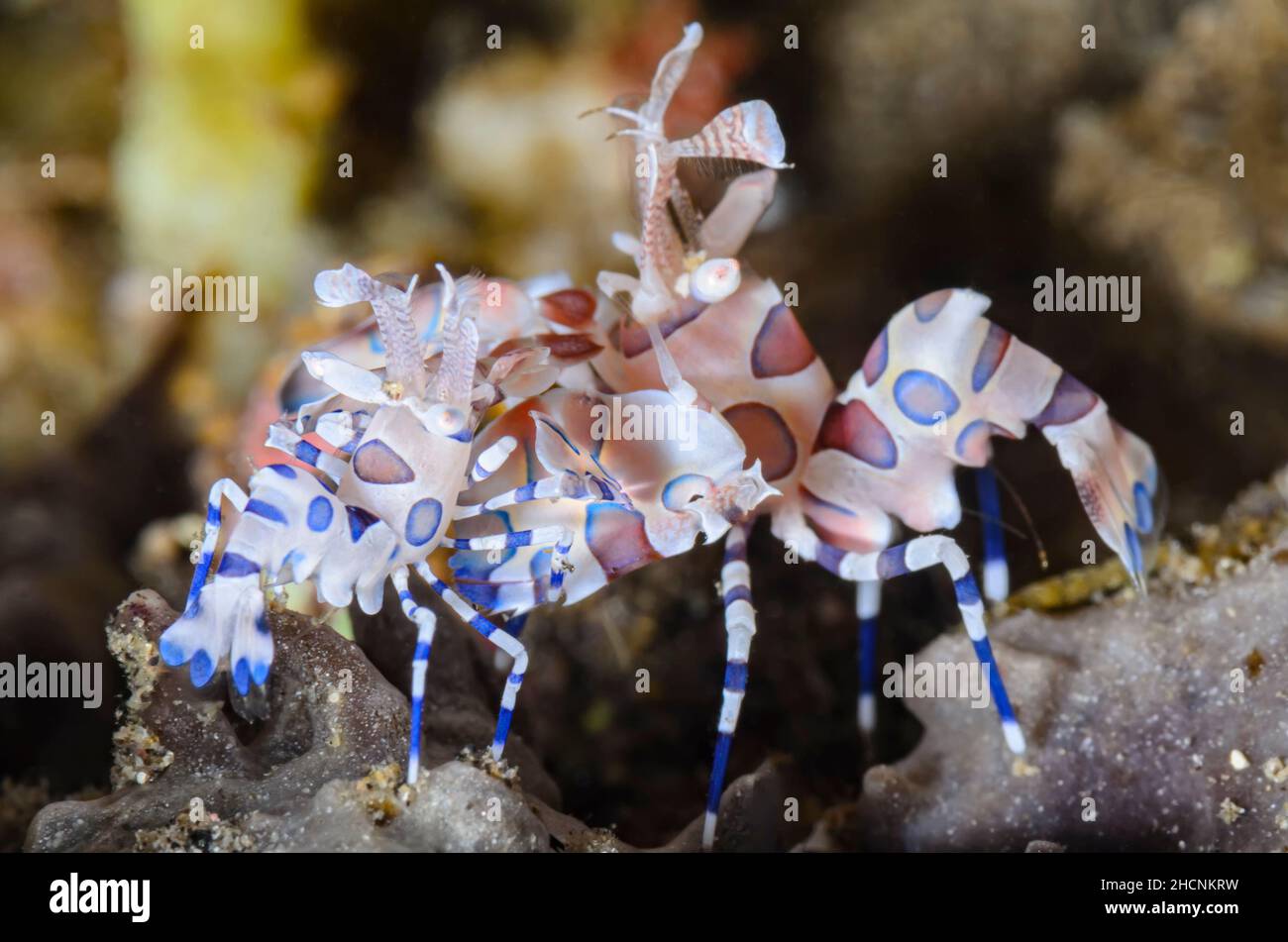 Harlequin shrimp, Hymenocera picta, Alor, Nusa Tenggara, Indonesia ...