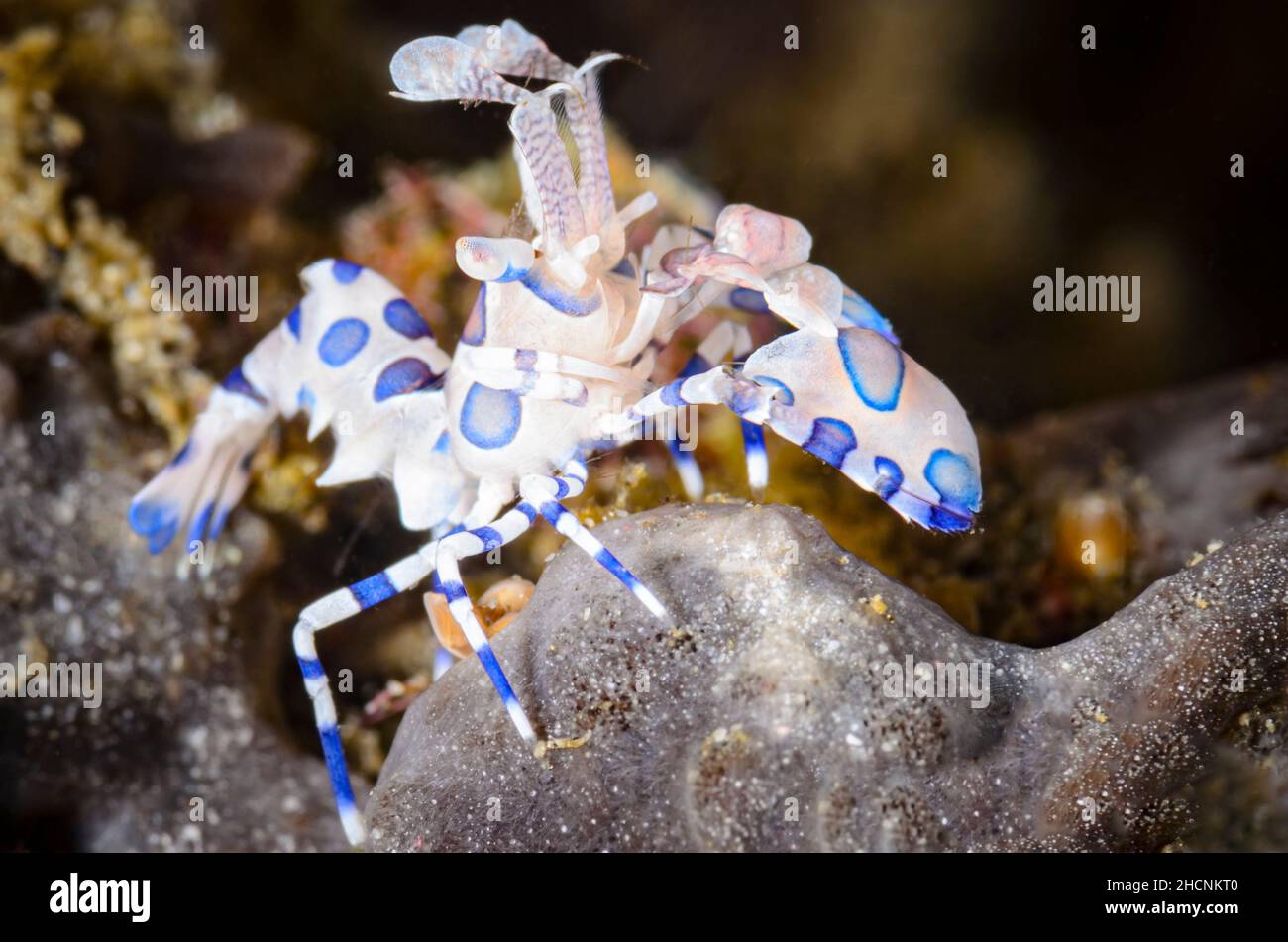 Harlequin shrimp, Hymenocera picta, Alor, Nusa Tenggara, Indonesia ...