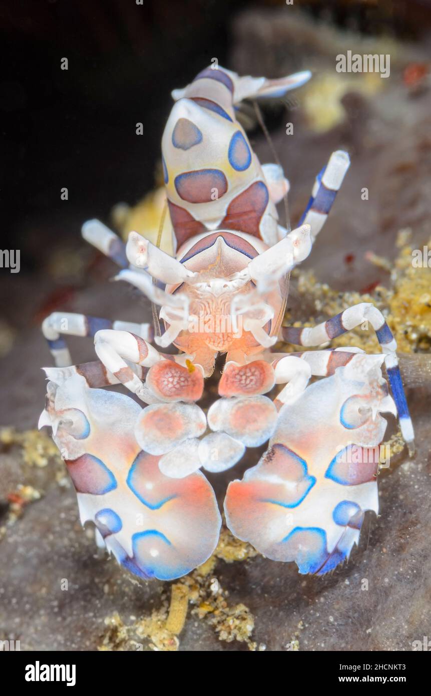 Harlequin shrimp, Hymenocera picta, Alor, Nusa Tenggara, Indonesia ...