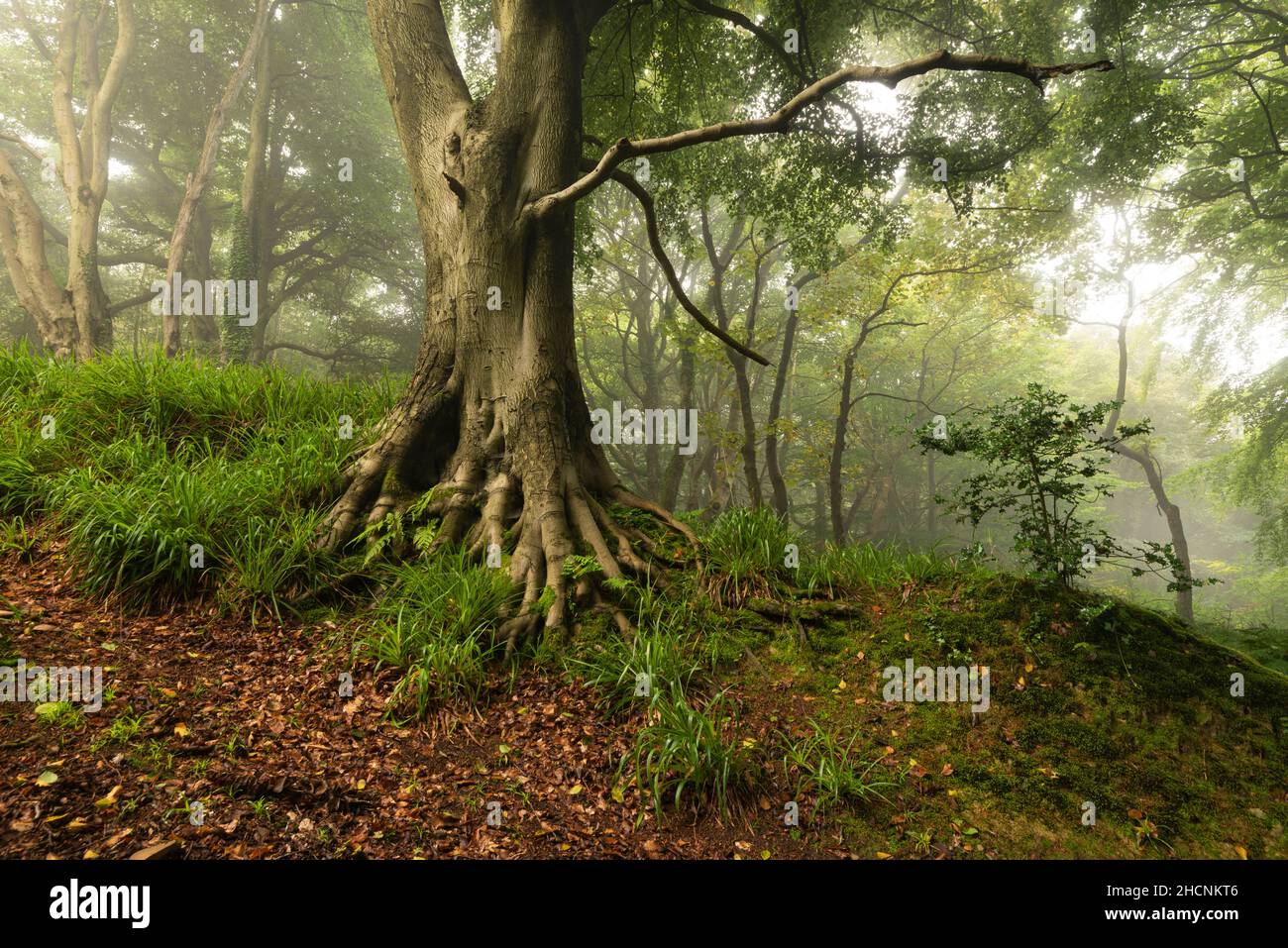 Redburn Country Park Stock Photo - Alamy