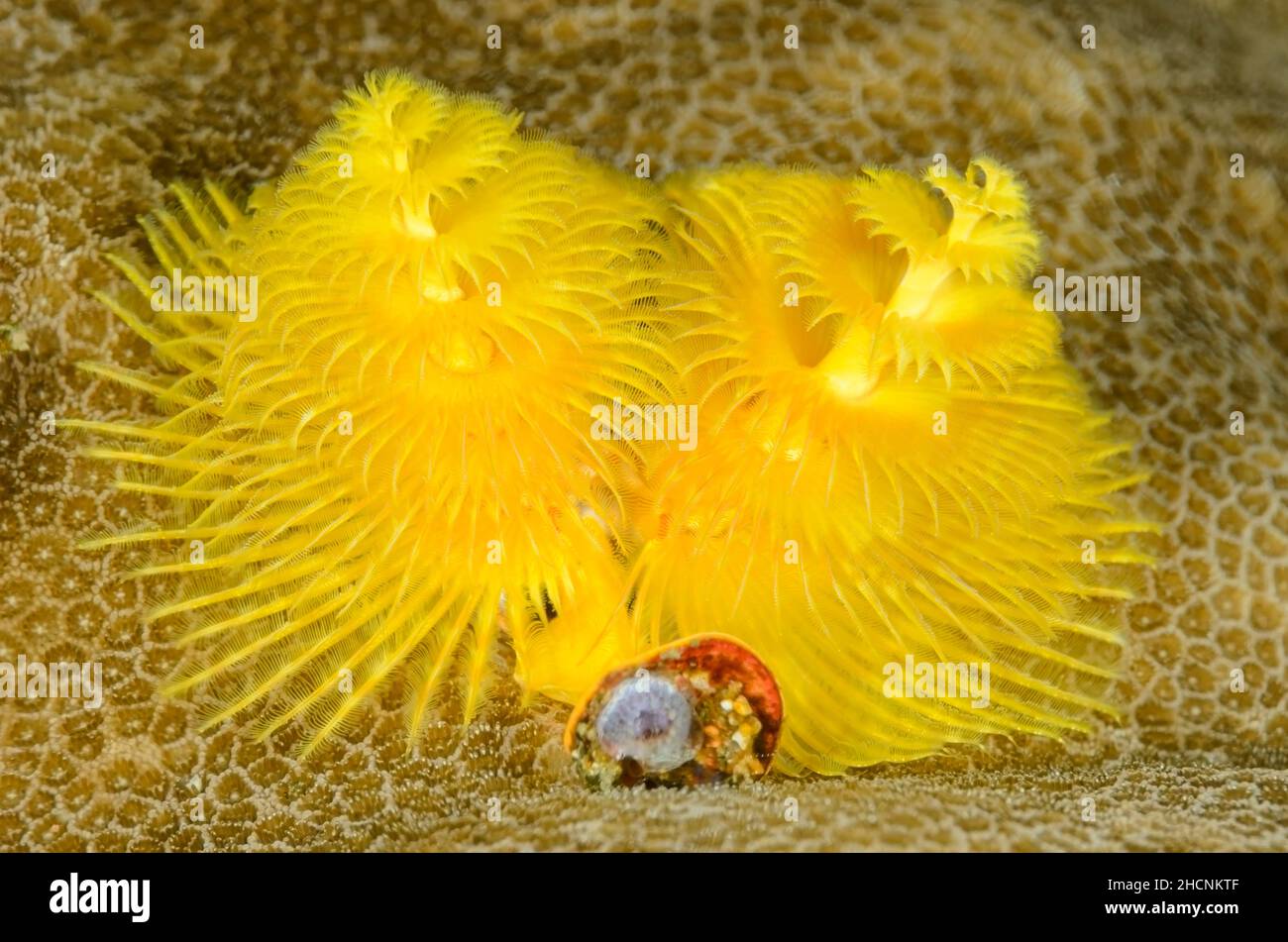 Christmas Tree Worm, Serpulidae sp., Alor, Nusa Tenggara, Indonesia ...