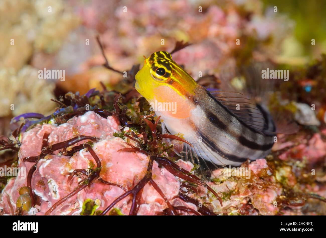 Bath's blenny, Ecsenius bathi, Alor, Nusa Tenggara, Indonesia, Pacific ...