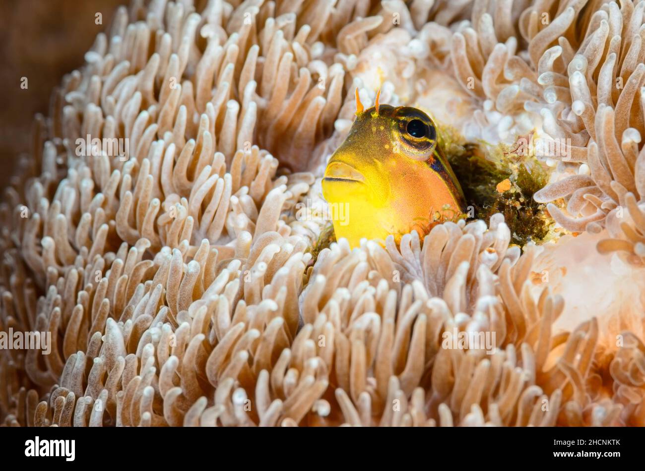 Bath's blenny, Ecsenius bathi, Alor, Nusa Tenggara, Indonesia, Pacific ...