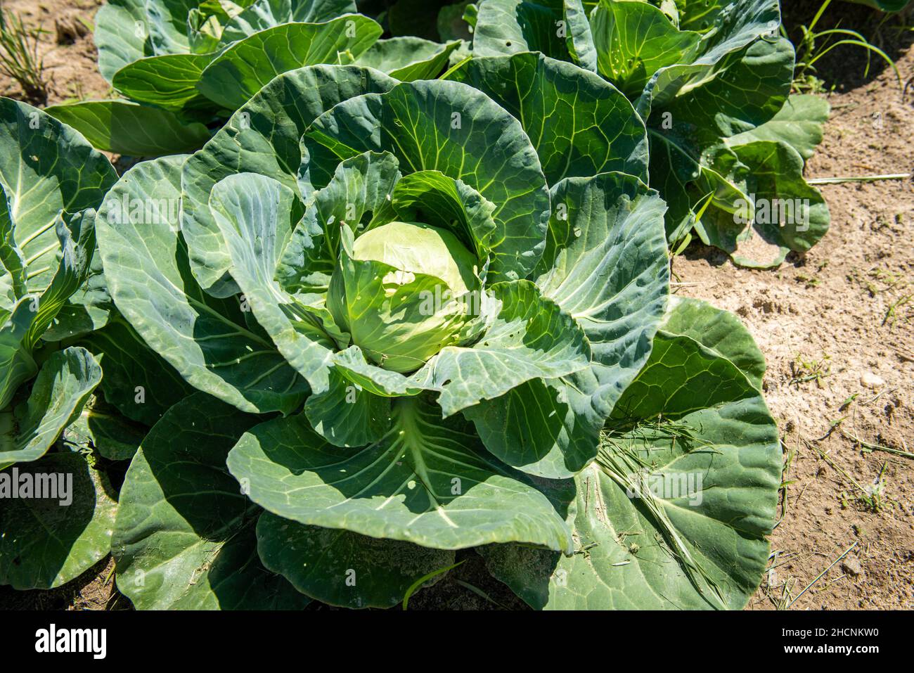 Cabbage growing in a farm field Stock Photo - Alamy