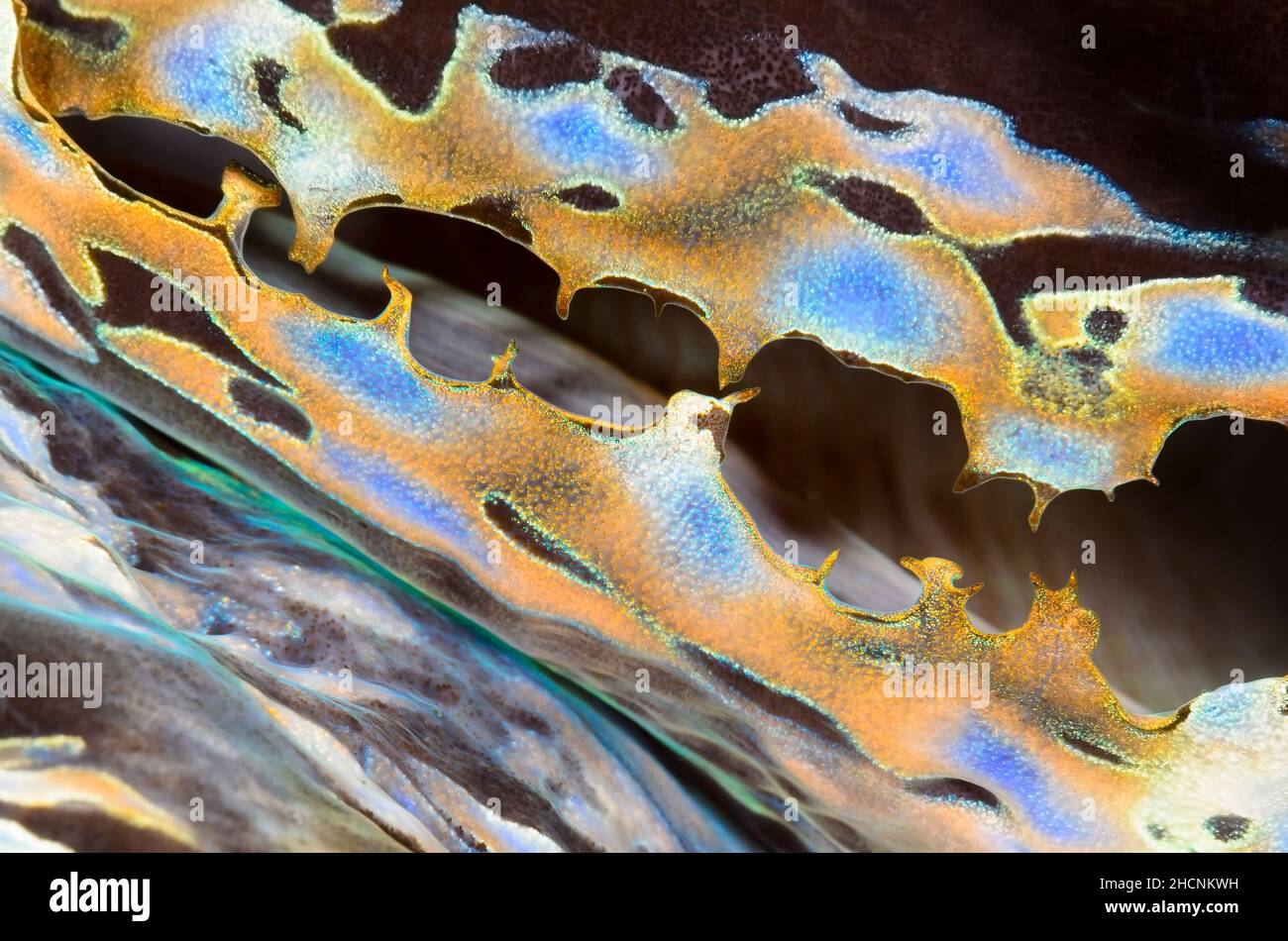 Giant clam mantle, Tridacna gigas, Alor, Nusa Tenggara, Indonesia ...