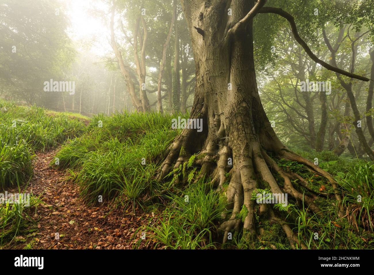 Redburn Country Park Stock Photo - Alamy