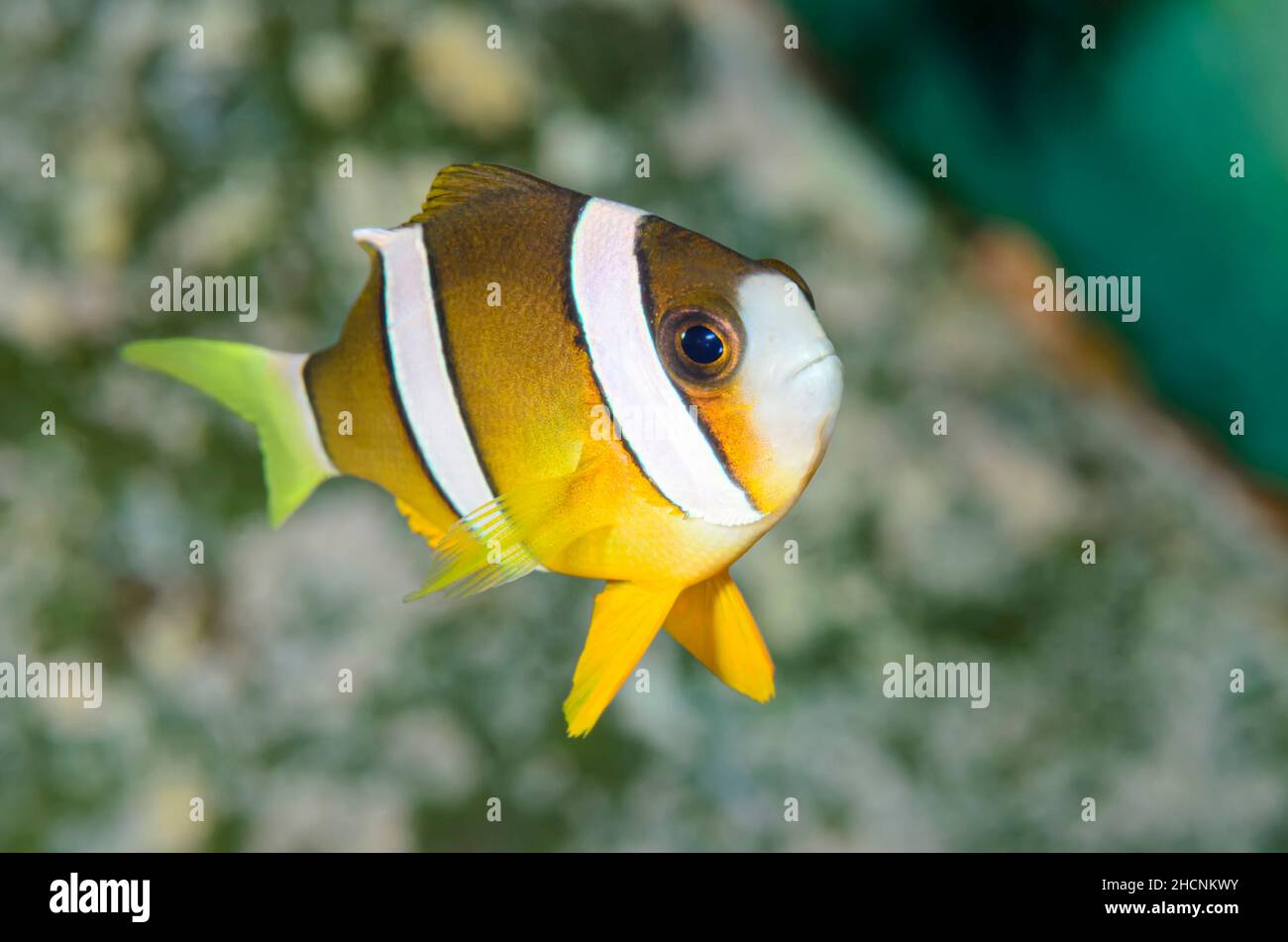 Clark's anemonefish, Amphiprion clarkii, Alor, Nusa Tenggara, Indonesia ...