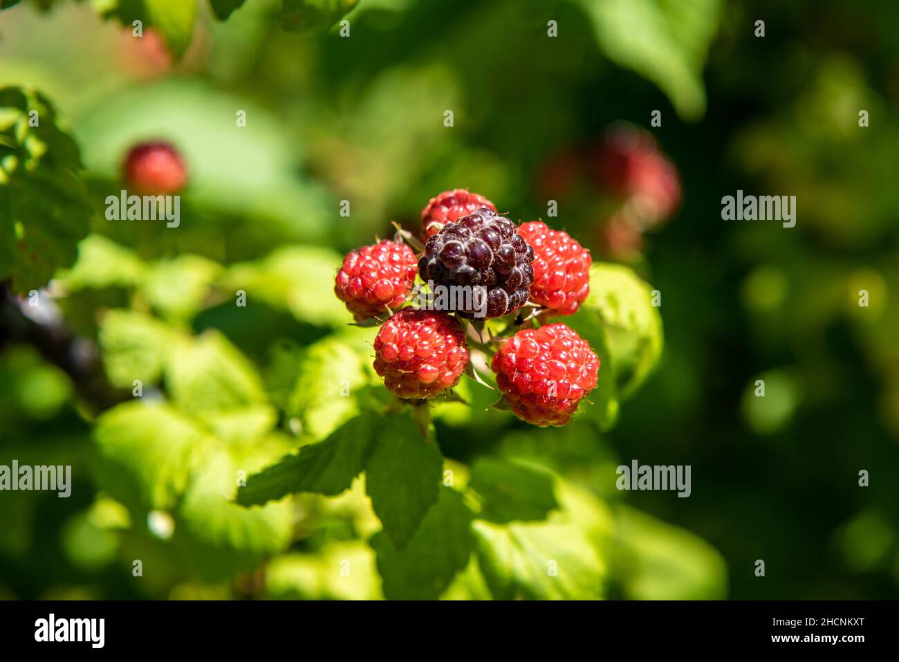 Ripe raspberries growing from the bush Stock Photo - Alamy