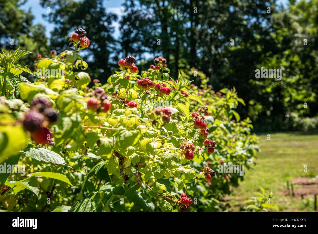 Raspberries growing hi-res stock photography and images - Alamy