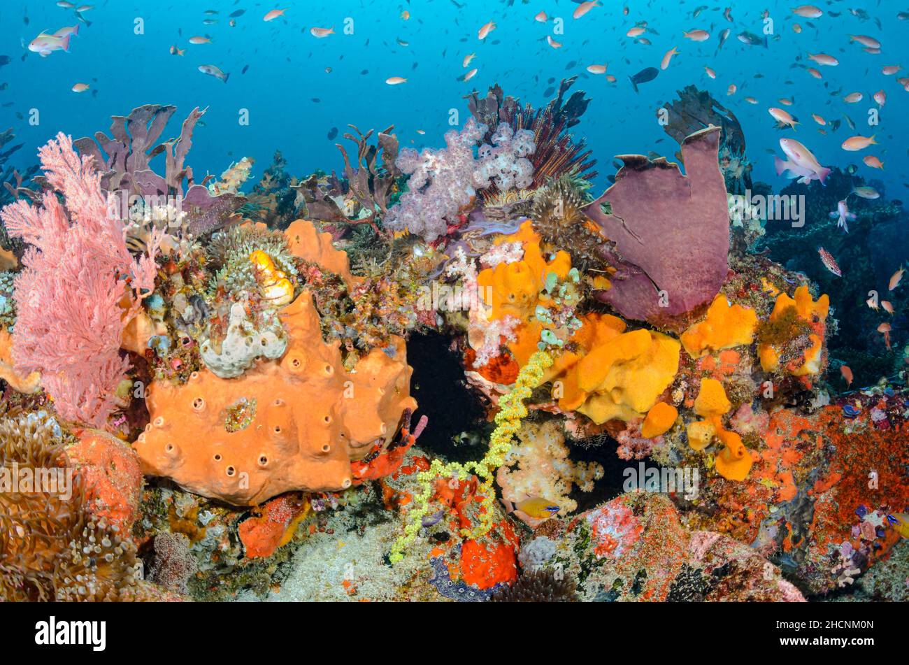 Tropical fish corals anemones sponges hi-res stock photography and ...