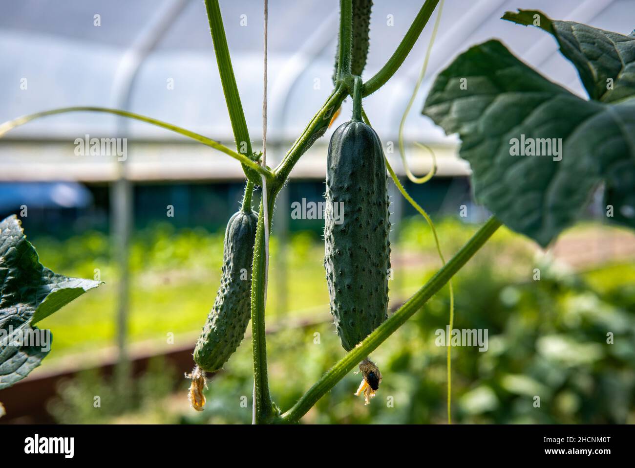 Cucumbers growing from the vine inside a greenhouse Stock Photo - Alamy