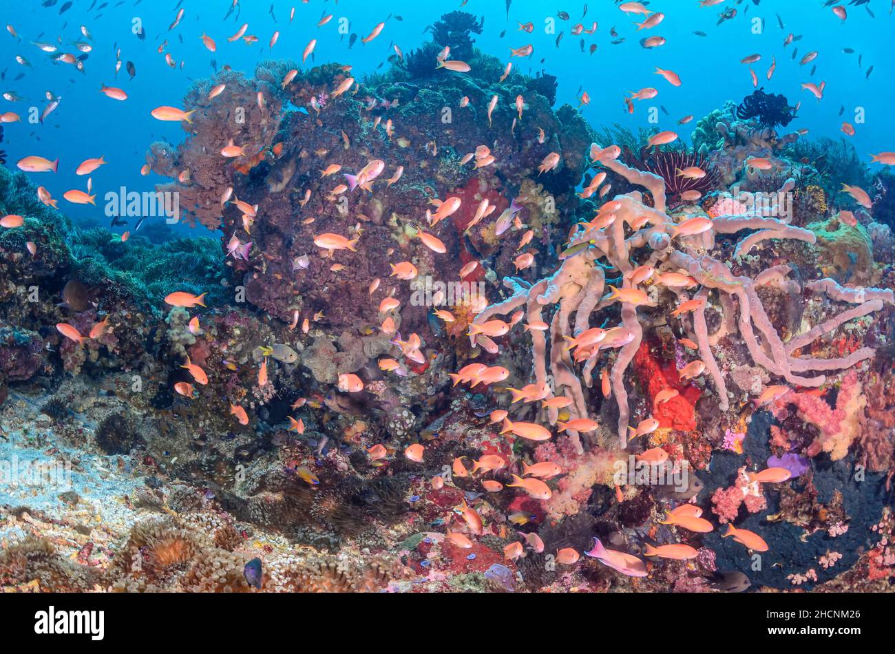 Anthiinae coral animal fish marine marine life nature ocean hi-res ...