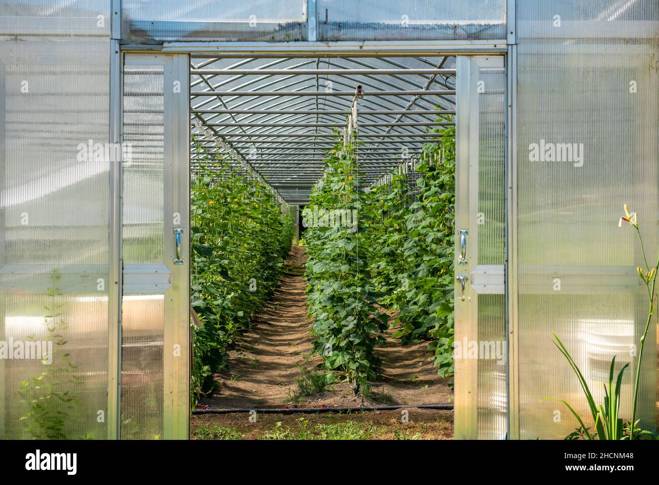 The open entrance to a greenhouse Stock Photo - Alamy