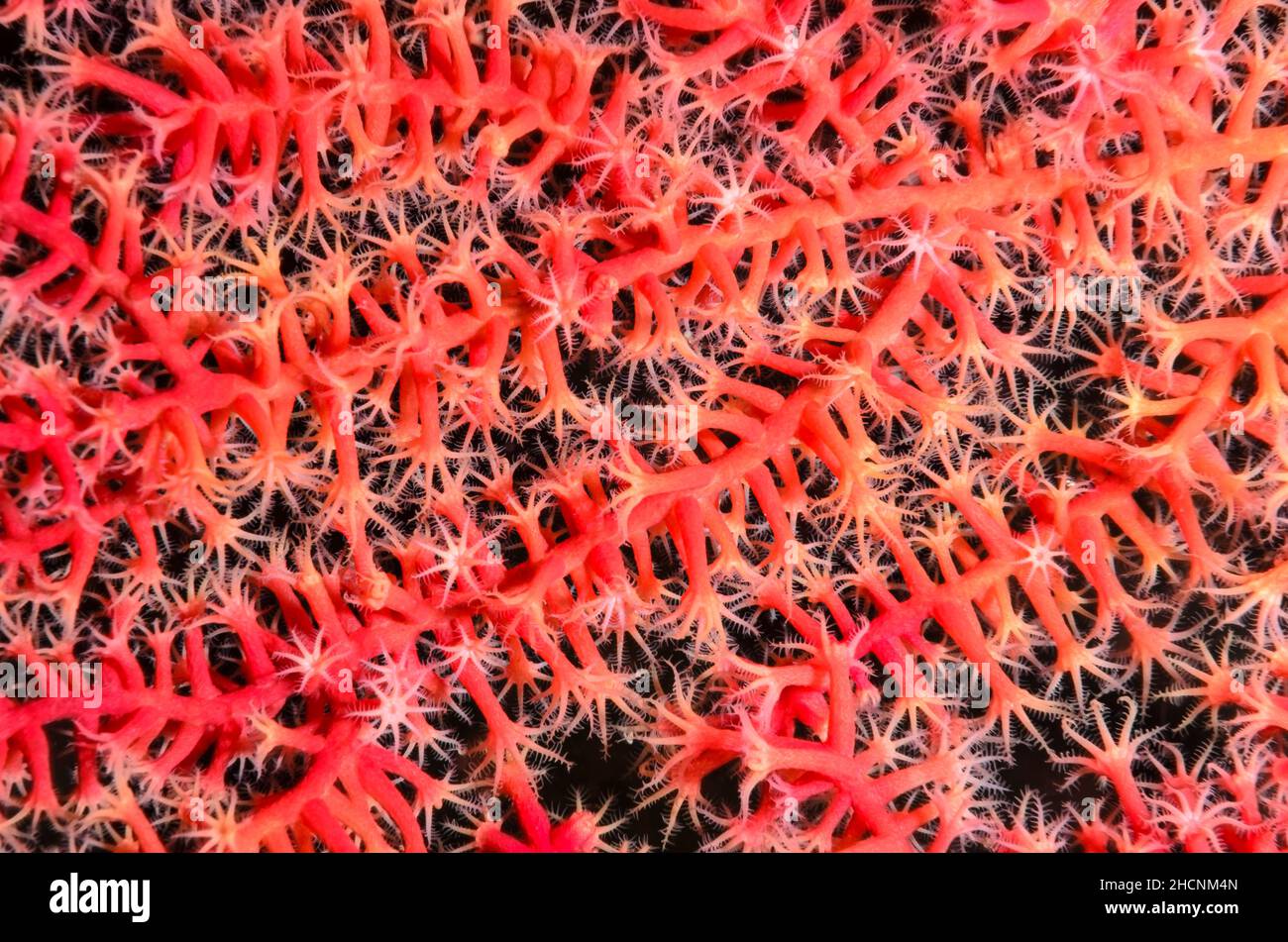 Sea Fan Polyps, Acanthogorgia sp., Alor, Nusa Tenggara, Indonesia ...