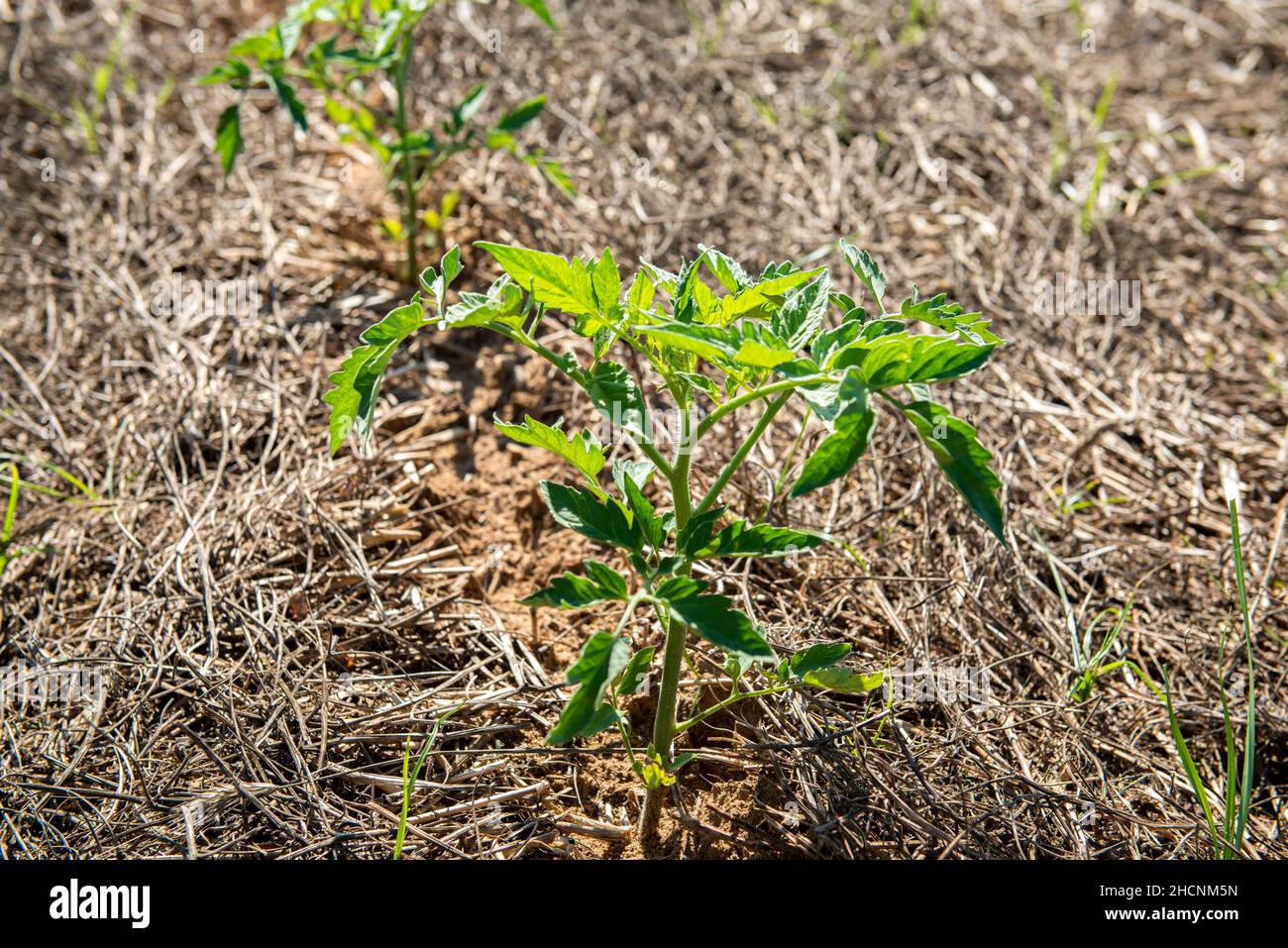 The short stem of a plant begins to sprout out from the ground Stock ...