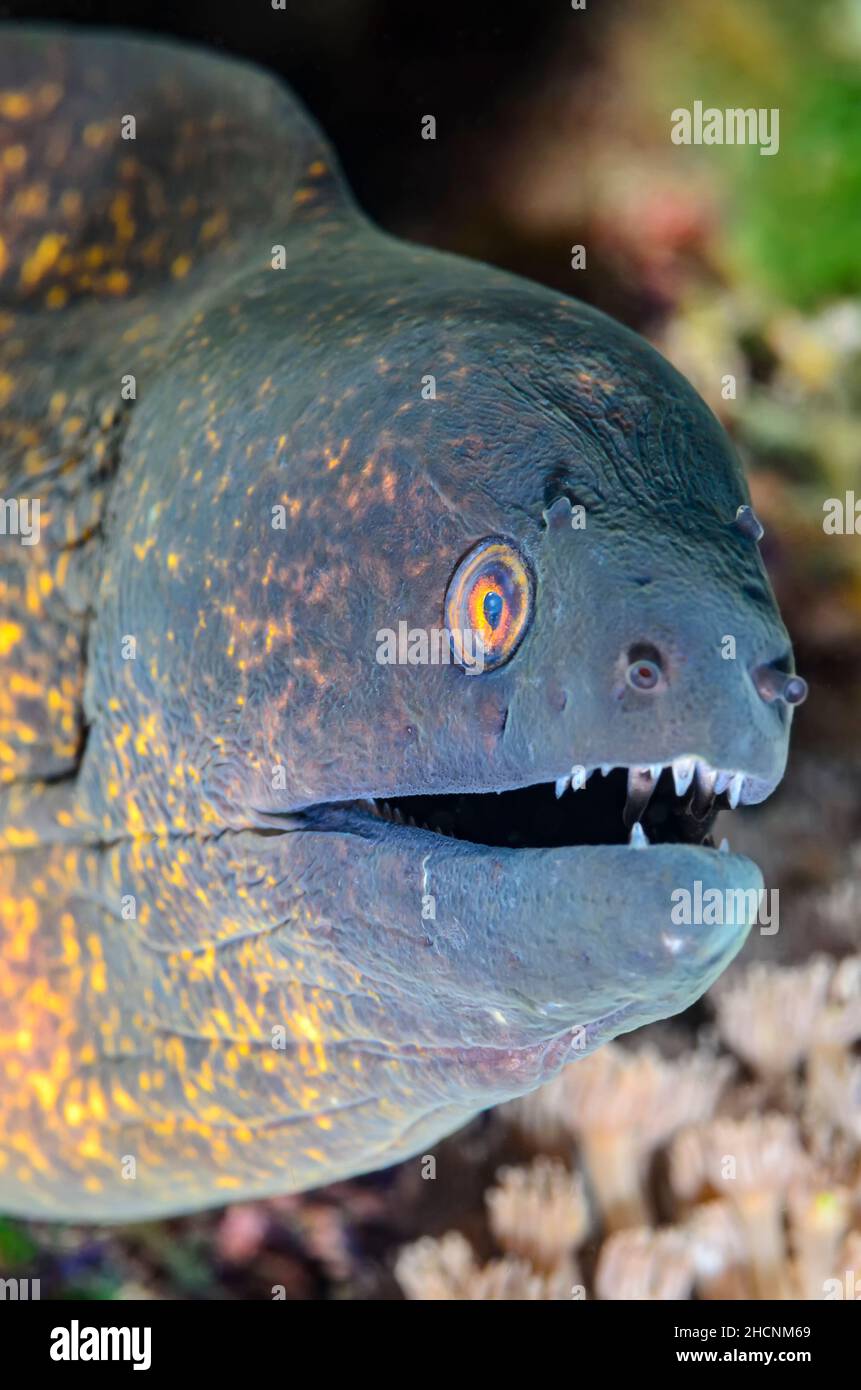 Yellowmargin Moray, Gymnothorax flavimarginatus, Alor, Nusa Tenggara ...