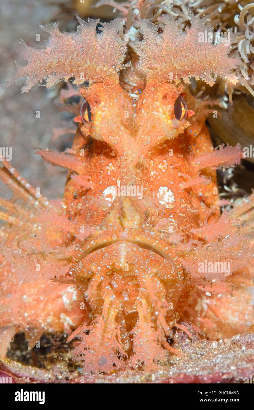Weedy scorpionfish, Rhinopias frondosa, Alor, Nusa Tenggara, Indonesia ...