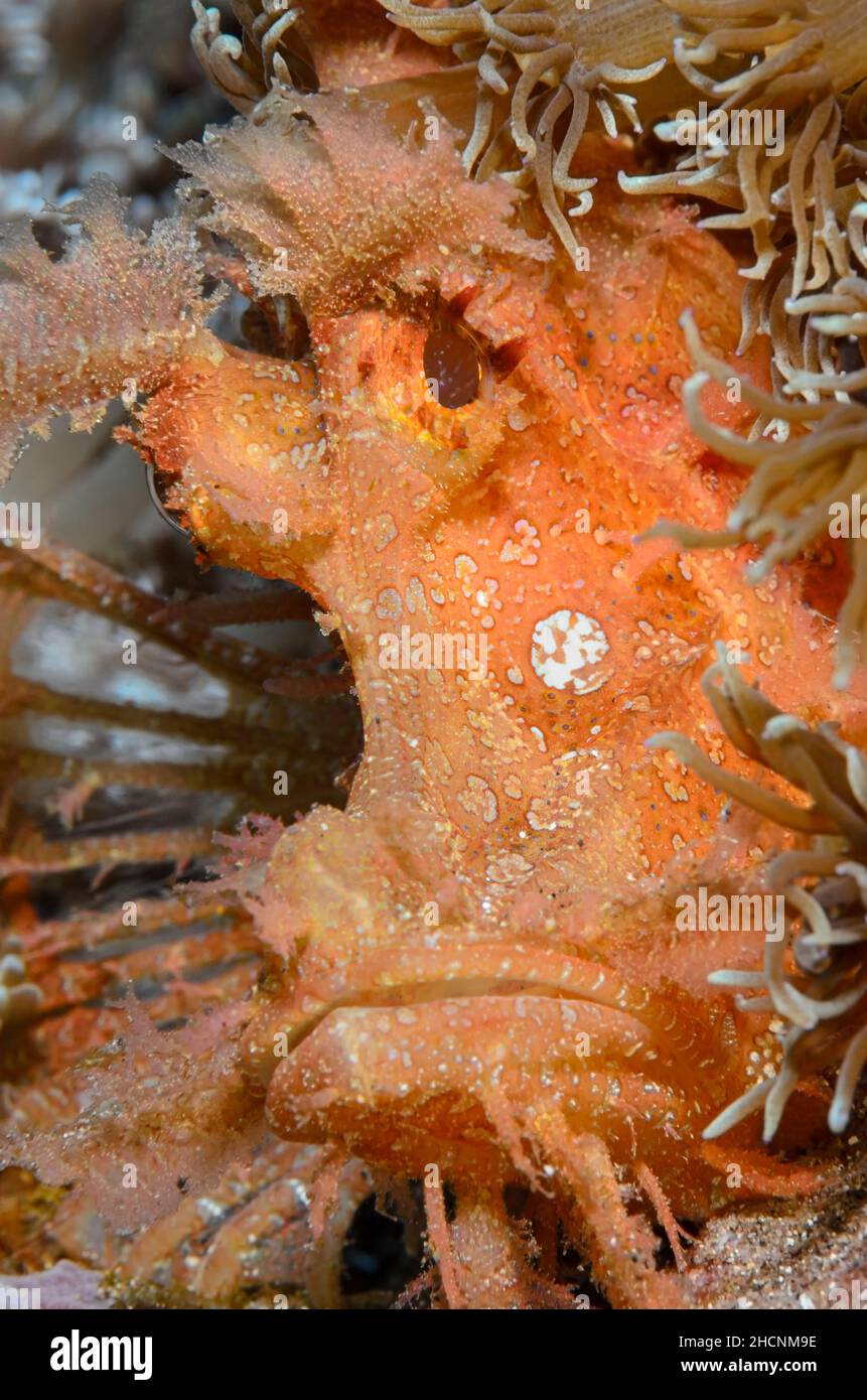 Weedy scorpionfish, Rhinopias frondosa, Alor, Nusa Tenggara, Indonesia ...