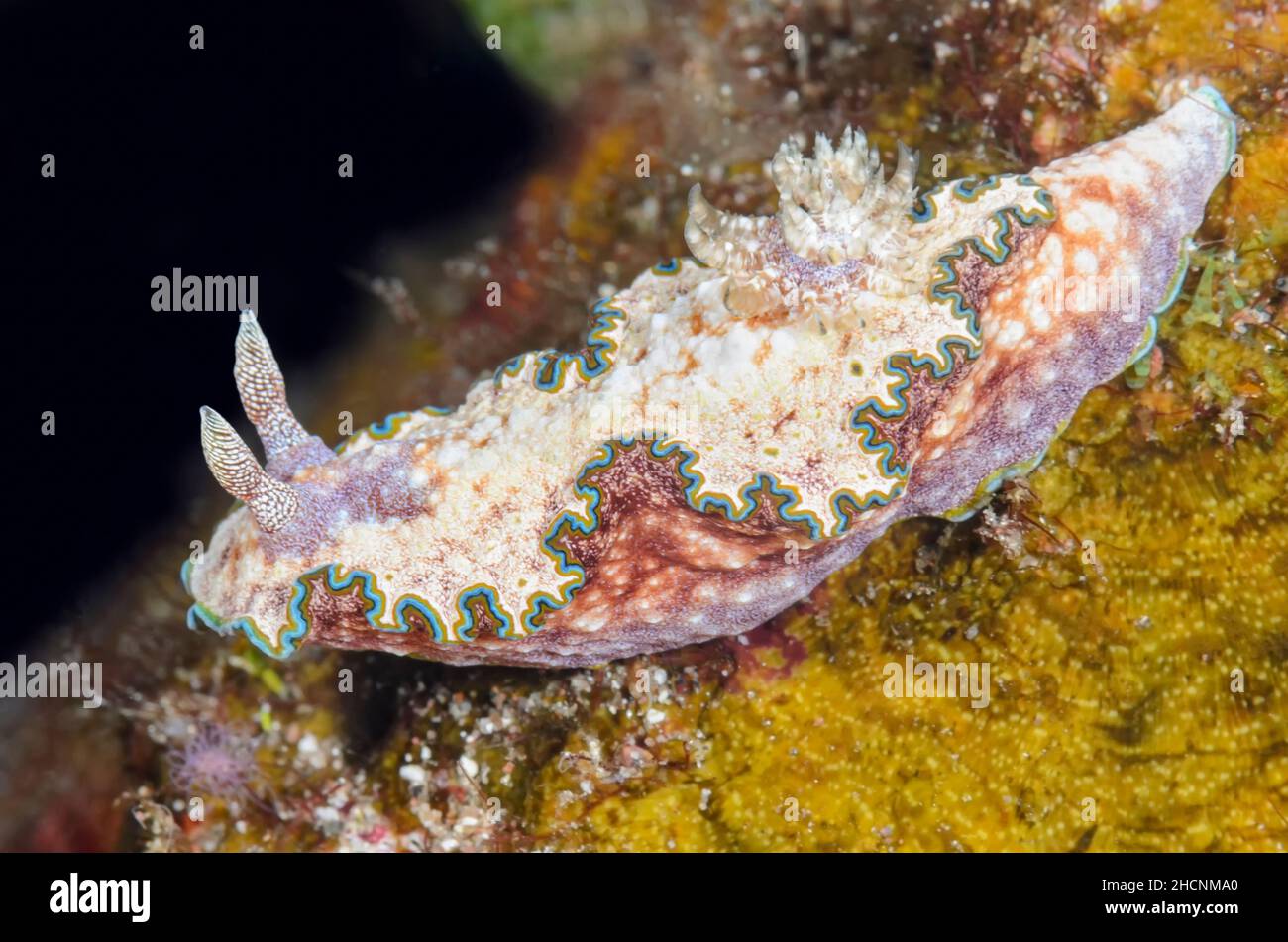 Nudibranch glossodoris hi-res stock photography and images - Alamy