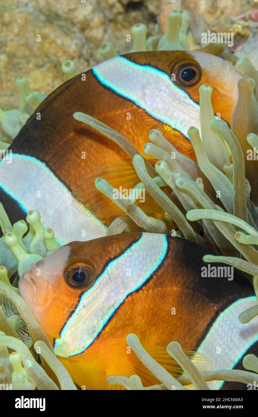 Clark's anemonefish, Amphiprion clarkii, Alor, Nusa Tenggara, Indonesia ...