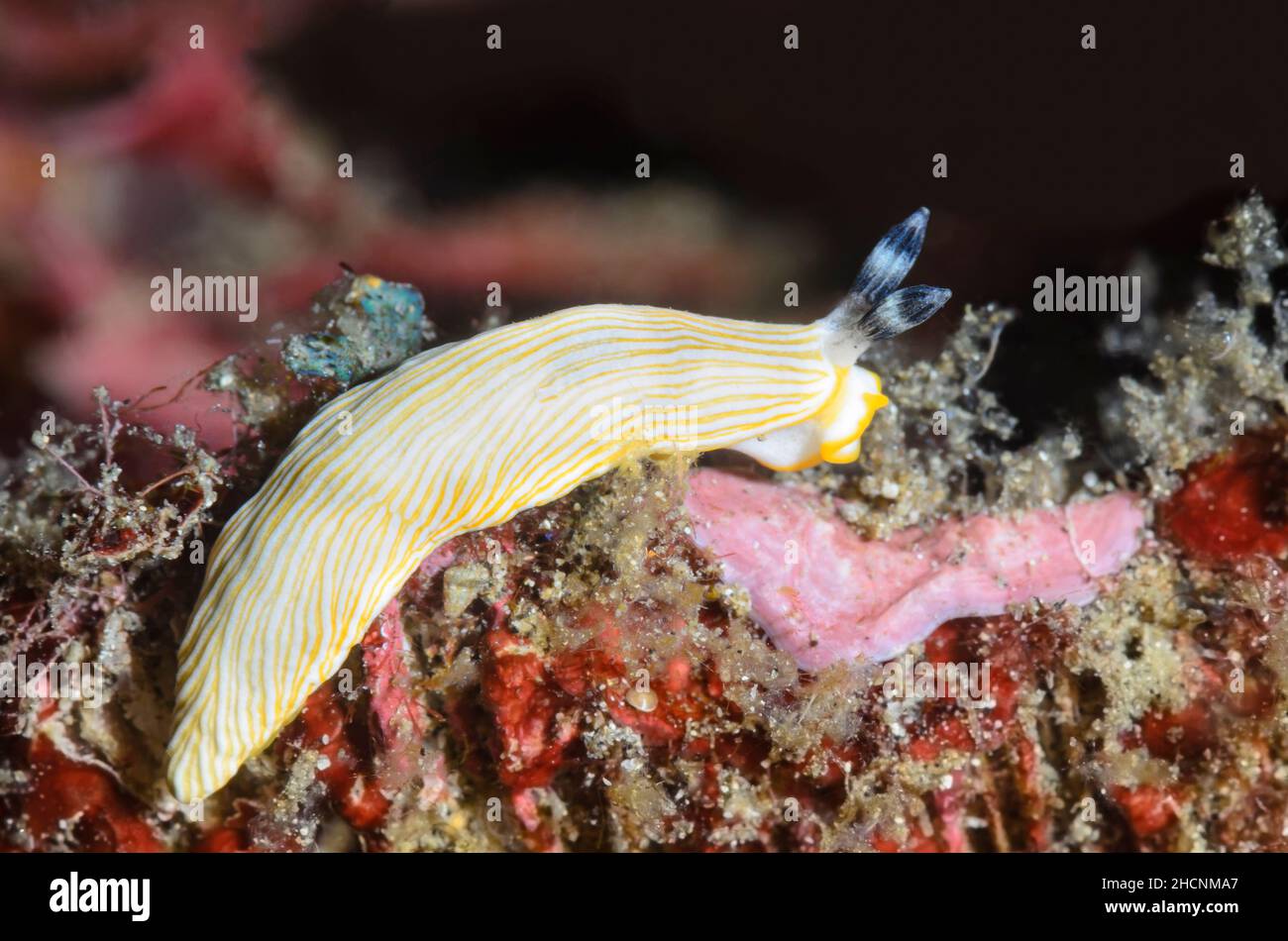 Dermatobranchus albus hi-res stock photography and images - Alamy