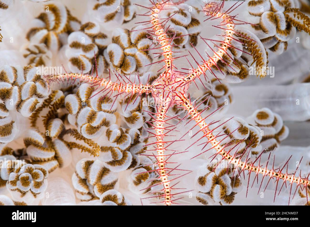 Ophiothrix hi-res stock photography and images - Alamy