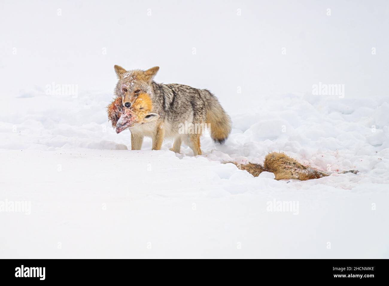 Coyote with dead fox Stock Photo - Alamy
