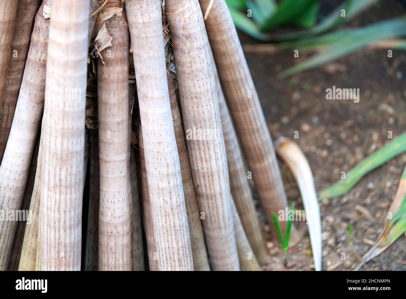 Fruit tree roots hi-res stock photography and images - Alamy