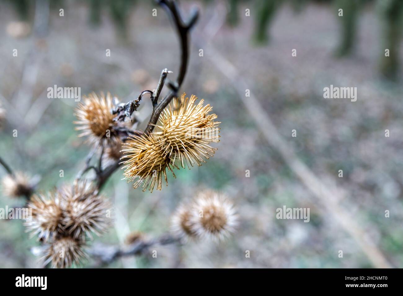 dead thistle heads of a winter spear thistle (Cirsium vulgare Stock ...