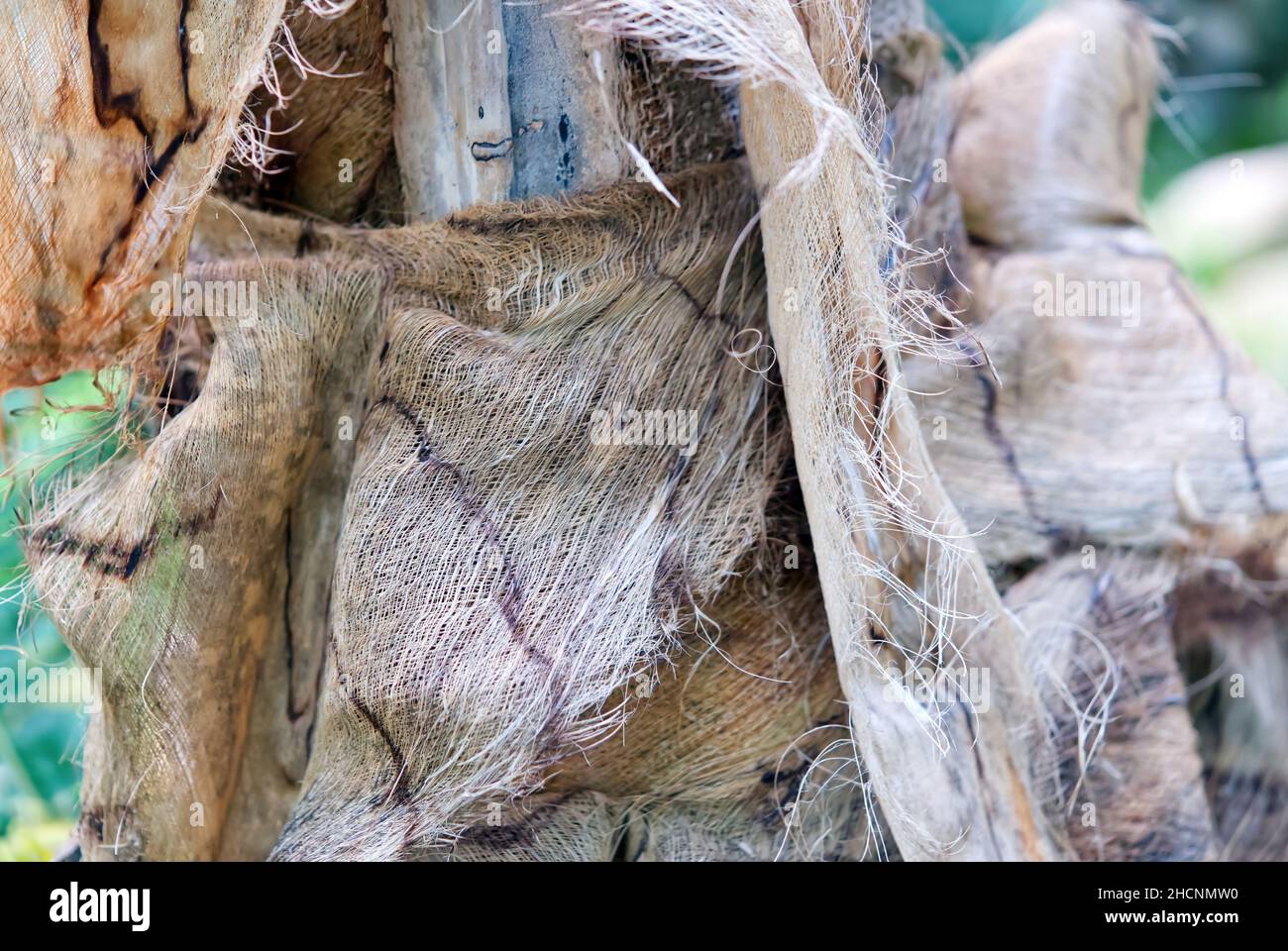 The roots of an exotic tree above the soil Stock Photo - Alamy
