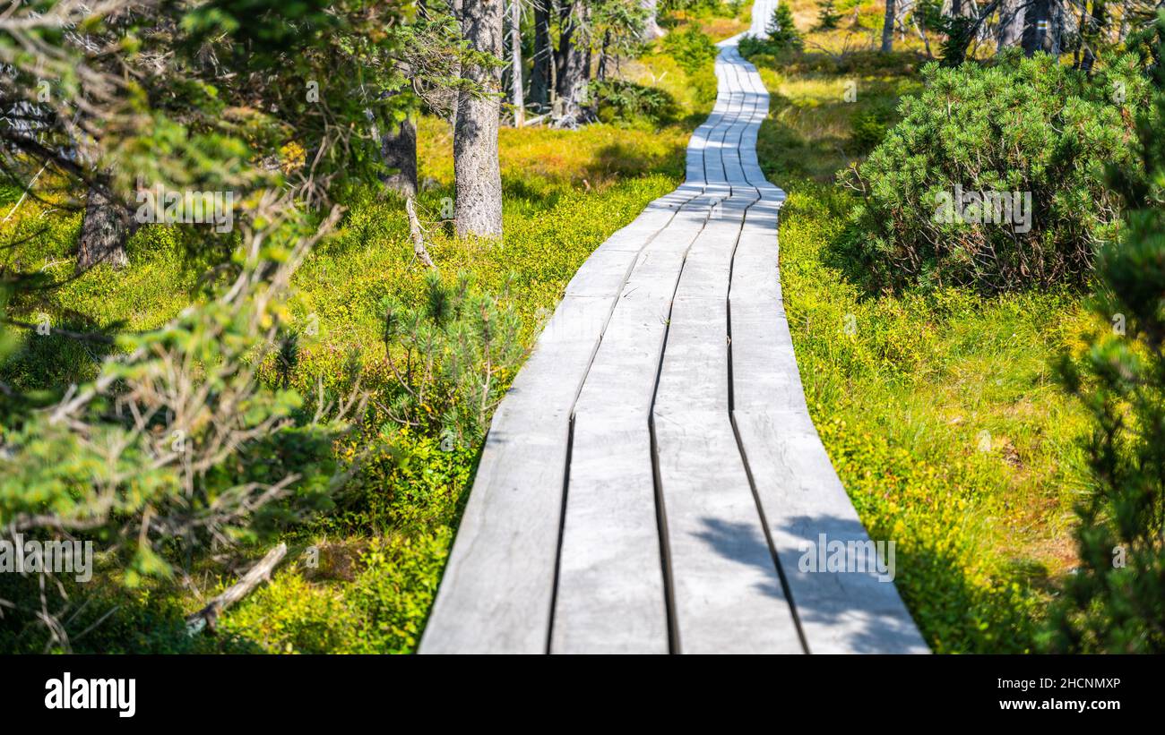 Sunny day forest walk. Touristic wooden plank path Stock Photo - Alamy