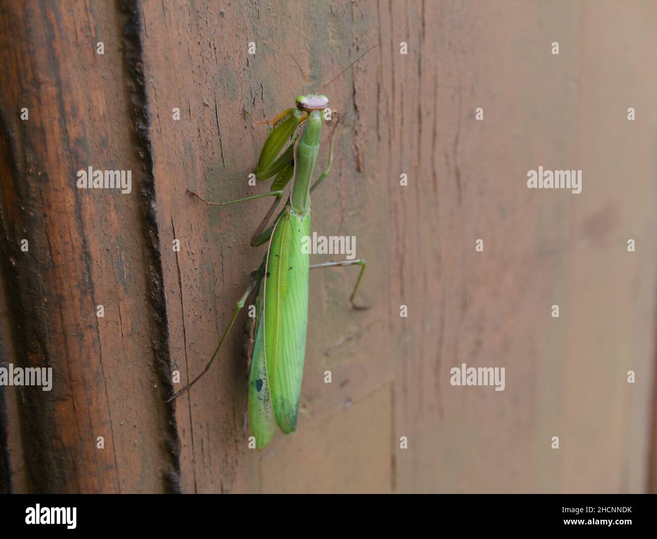 Closeup shot green mantis hi-res stock photography and images - Alamy