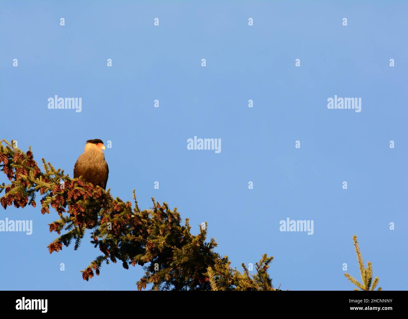 Cara cara plancus hi-res stock photography and images - Alamy