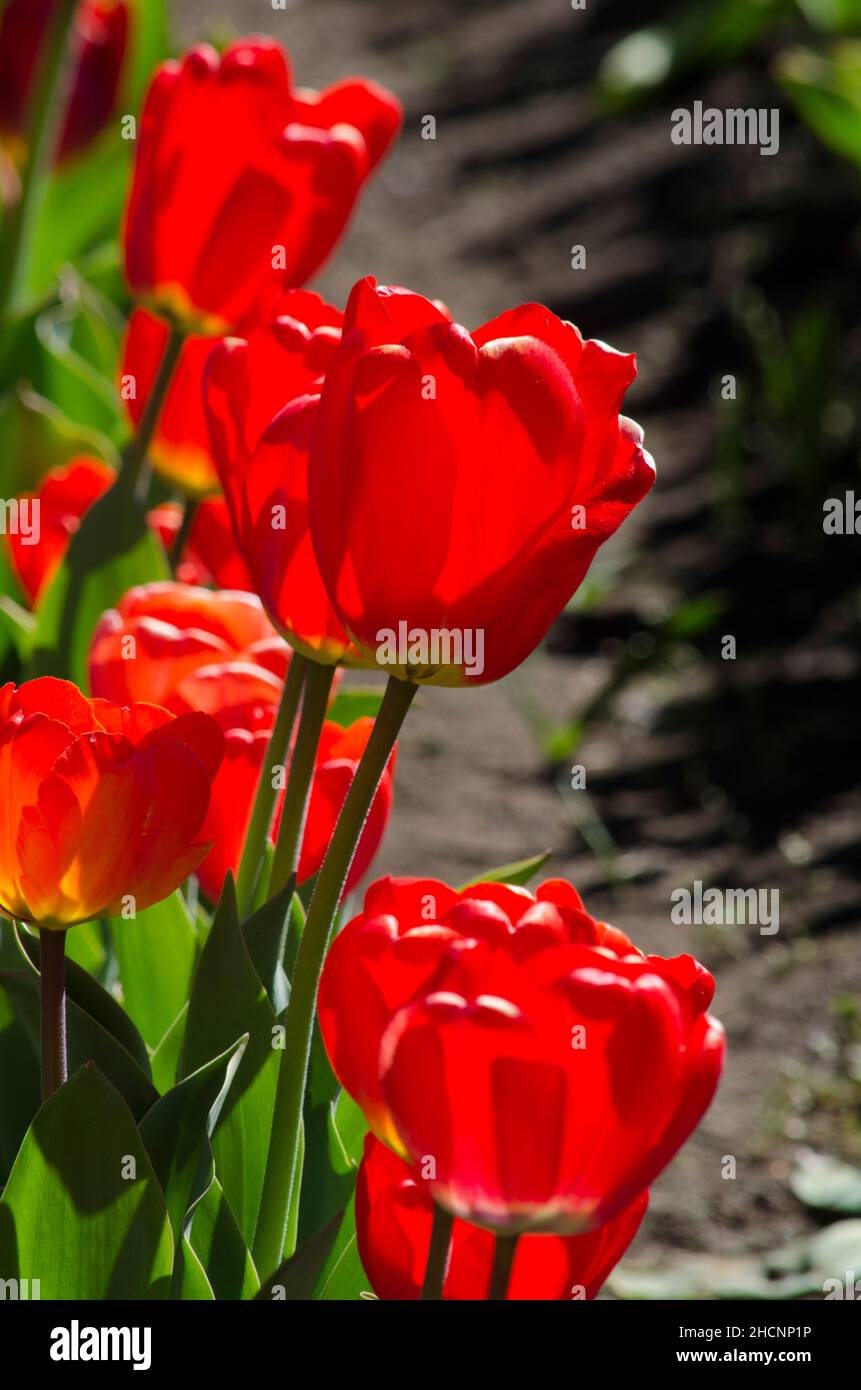 red tulips, fresh from their bulbs. very beautiful red tulip flower ...