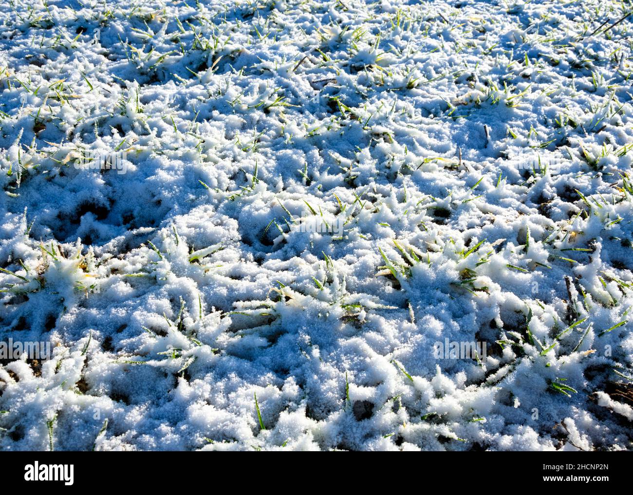 Snow-covered plants in the field Stock Photo - Alamy