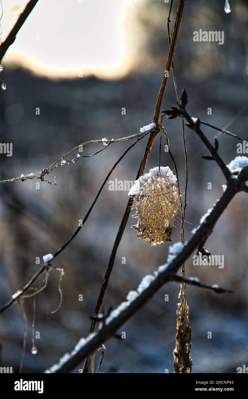 Dried wild cucumber in winter Stock Photo - Alamy