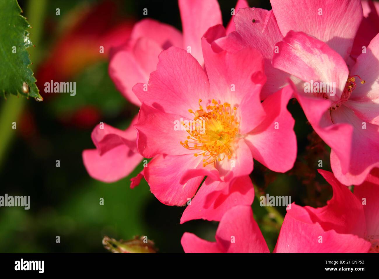 Alpine rose (rosa pendulina) hi-res stock photography and images - Alamy