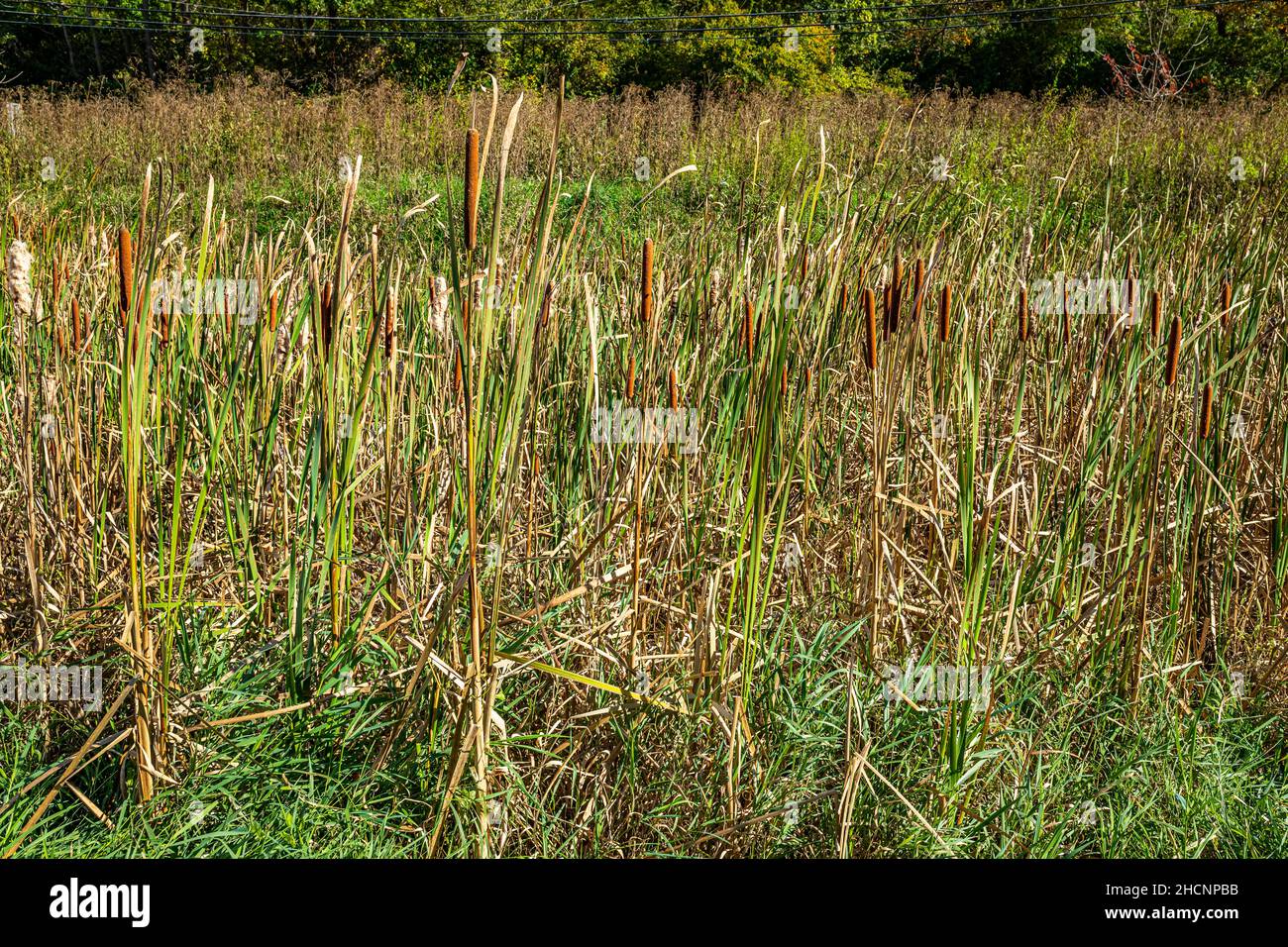 Cat tail in swamp hi-res stock photography and images - Alamy