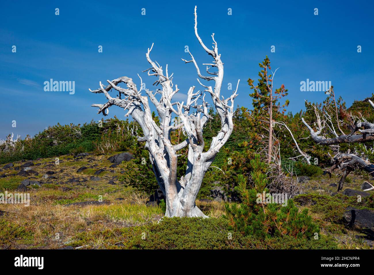 WA19972-00...WASHINGTON - A dead, ghost, tree at High Camp in Mount ...