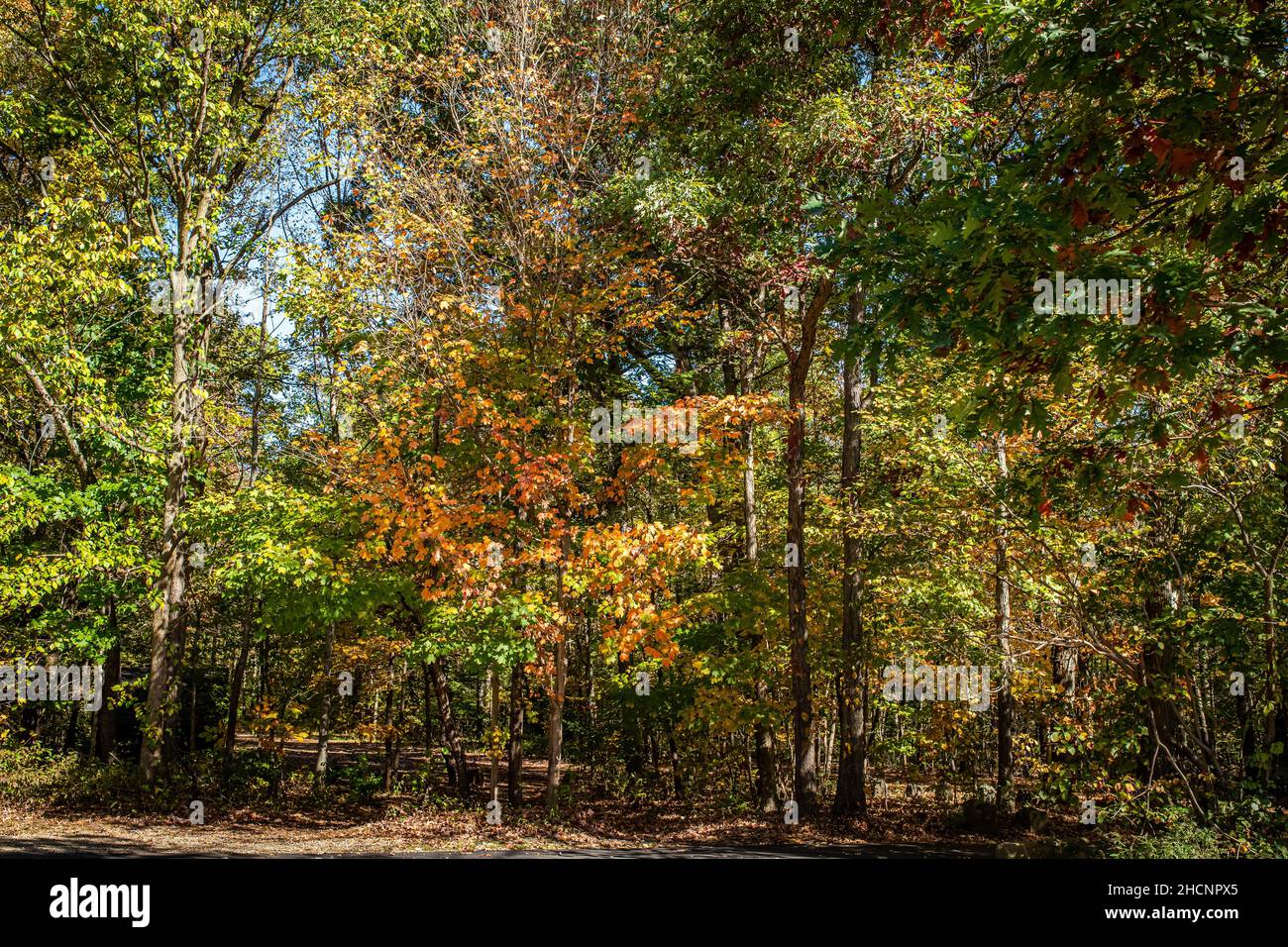 Trees along the Ledges Trail during Autumn leaf color change at ...