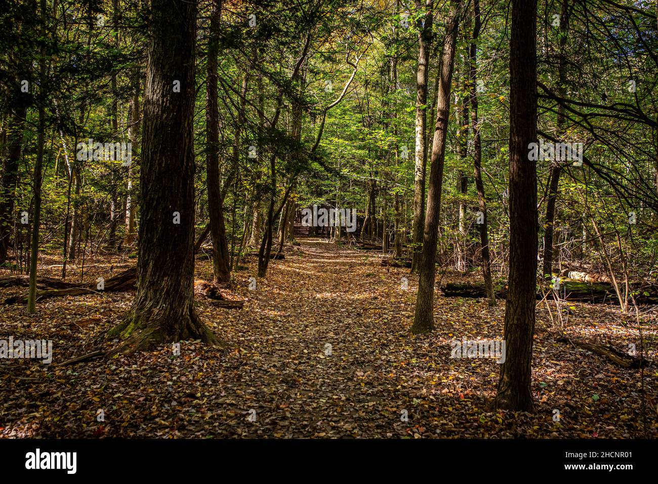 Trees along the Ledges Trail during Autumn leaf color change at ...