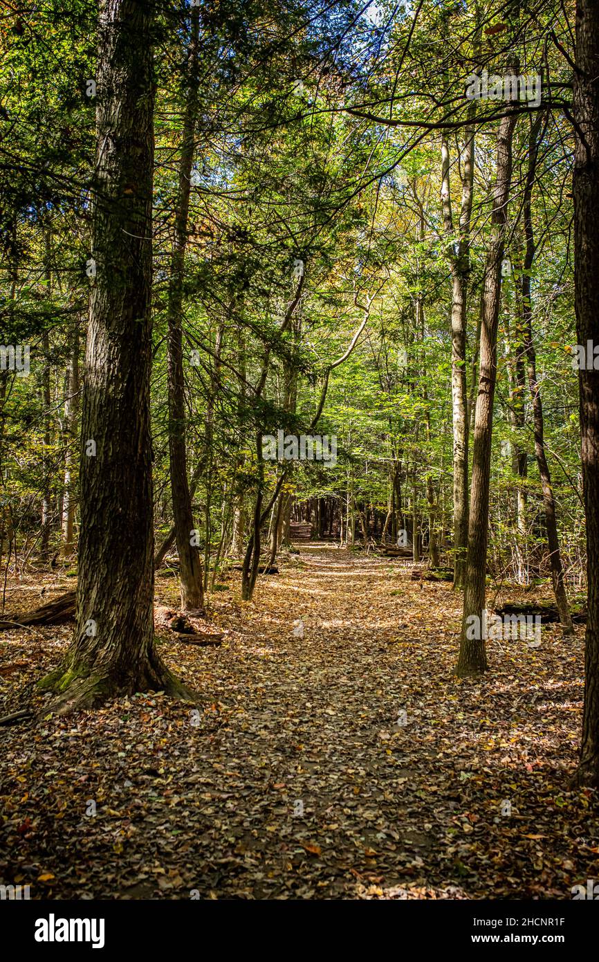 Trees along the Ledges Trail during Autumn leaf color change at ...