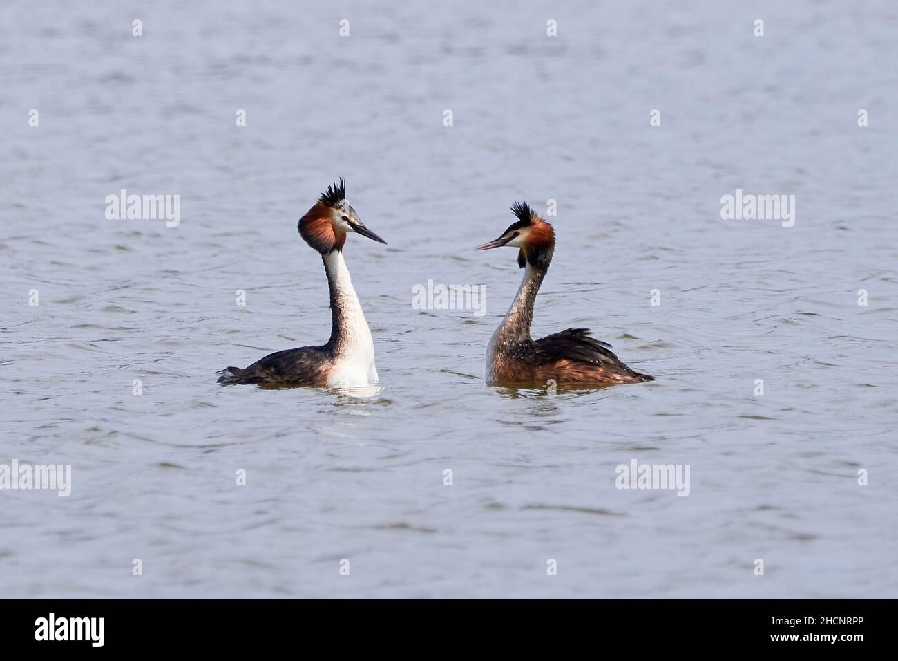 Great crested grebe, courtship dance ( Podiceps cristatus ). Birds ...