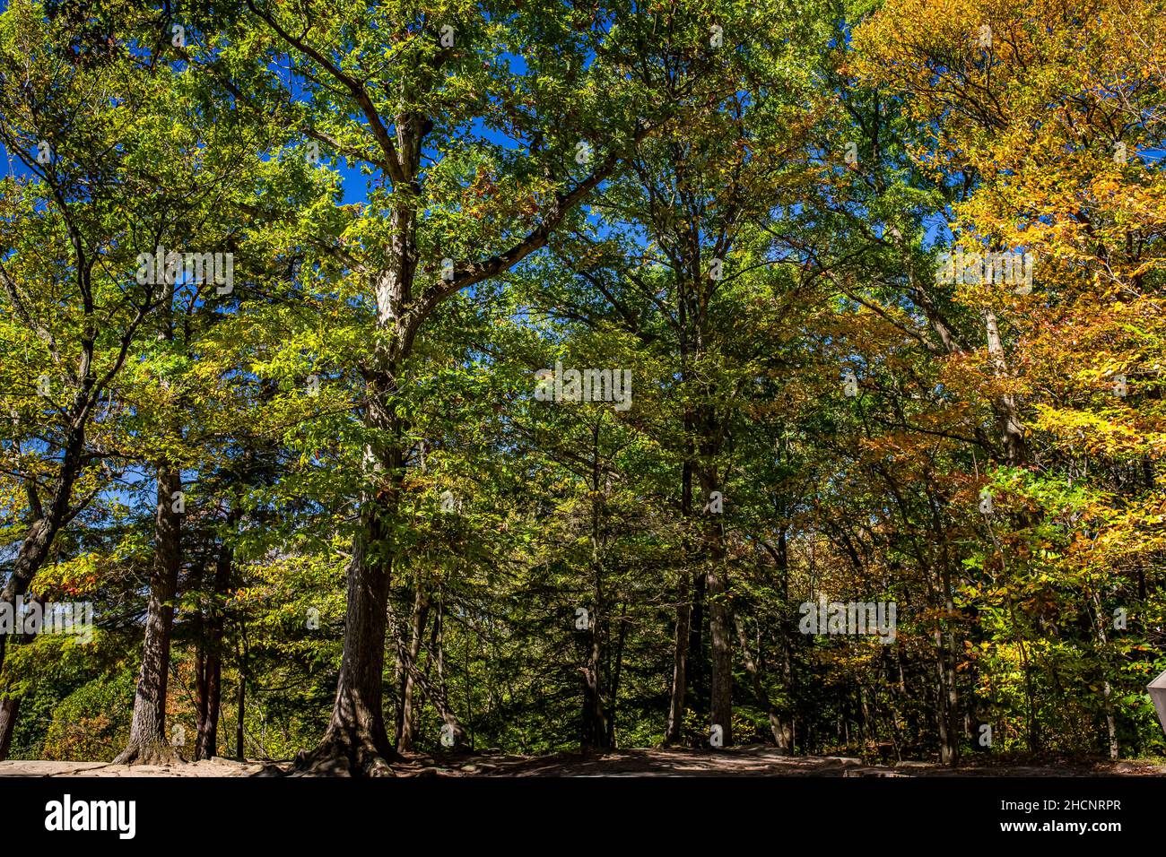 Trees along the Ledges Trail during Autumn leaf color change at ...