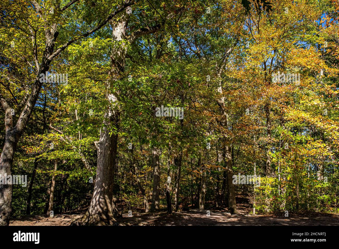 Trees along the Ledges Trail during Autumn leaf color change at ...