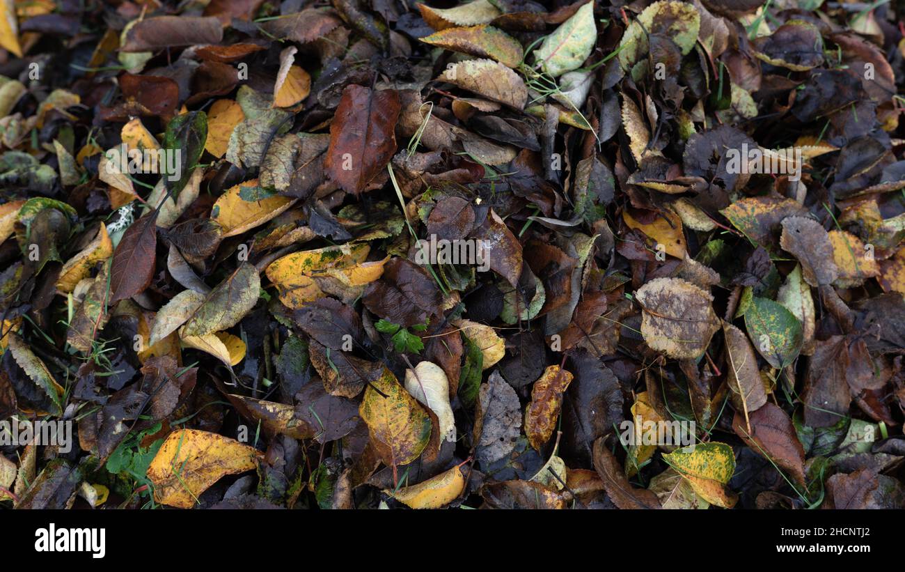 Dead leaves soil hi-res stock photography and images - Alamy