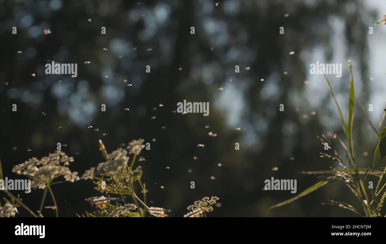 Close up of heracleum um sibiricum plant surrounded by many flies ...